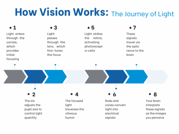 Anatomy of Human Eye: The Remarkable Engineering of Vision